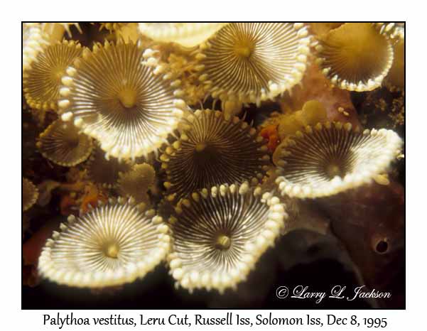 1995-11 Spirit of Solomons, Solomon Islands, Dives 119-161 - Slideshow ...