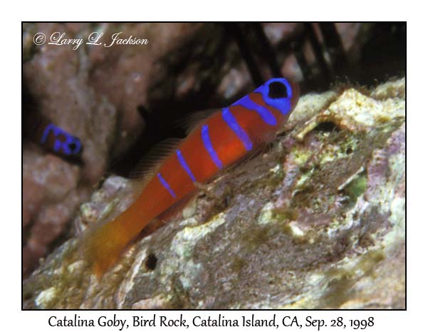 1998-09 Catalina Island, California, Dives 254-256 :: Underwater & Land ...